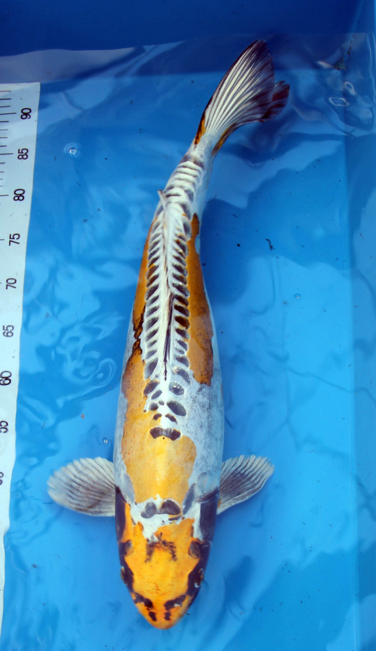 Doitsu - der mit den großen Schuppen - Koifarm Straeten