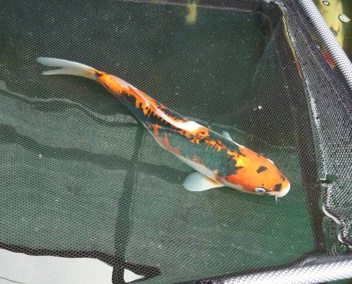 Koi Benigoi Blue Eye - Archiv - Koifarm Straeten