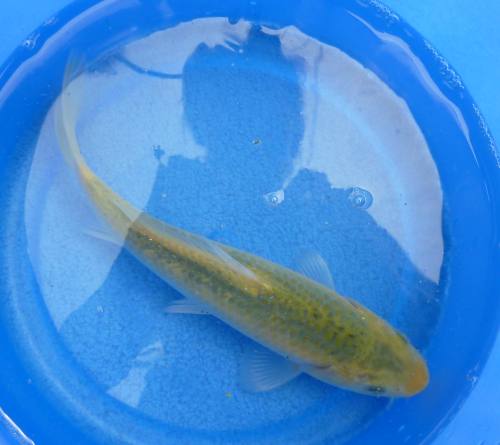 Koi Midorigoi - Archiv - Koifarm Straeten