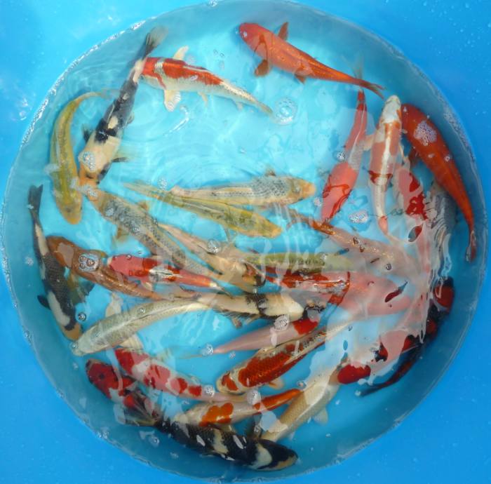 Koi: Midorigoi, Goshiki, Aka Muji, ... - Archiv - Koifarm Straeten