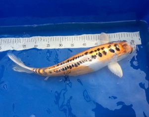 Super schöner Doitsu - Koifarm Straeten