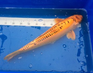 Koi Doitsu Orenji Matsuba - Archiv - Koifarm Straeten