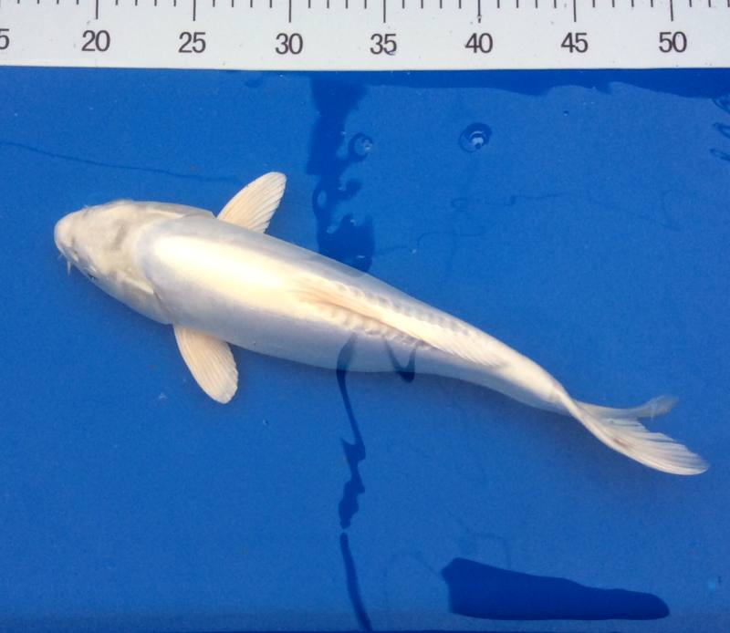 Jumbo Doitsu weiß - Archiv - Koifarm Straeten