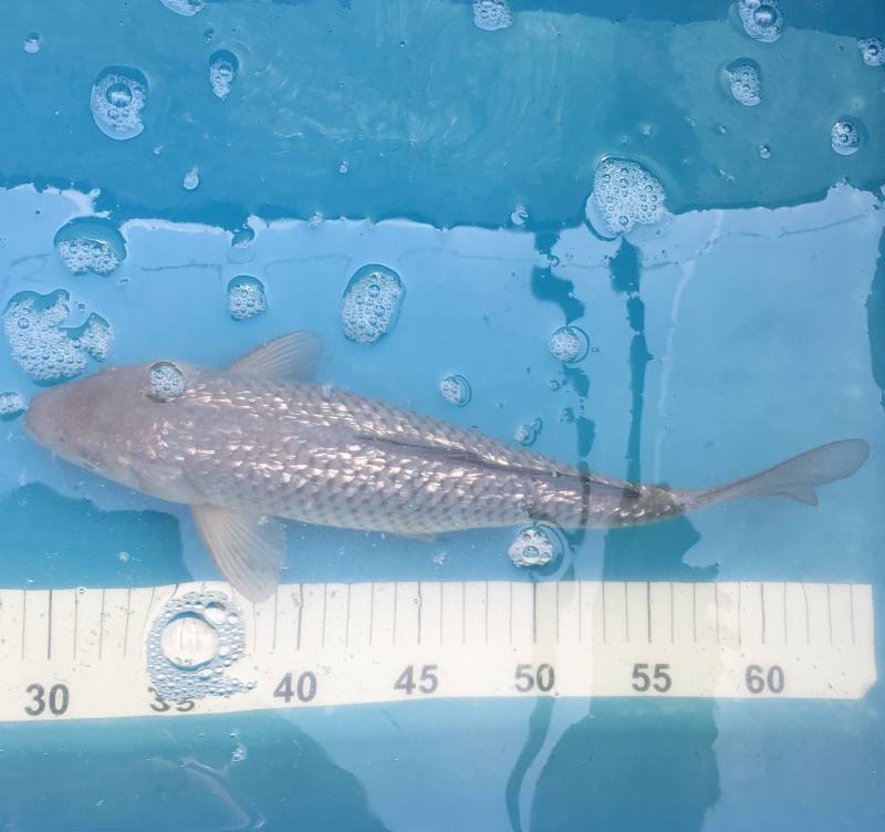 Koi Soragoi Ginrin, 30-35 cm - Archiv - Koifarm Straeten