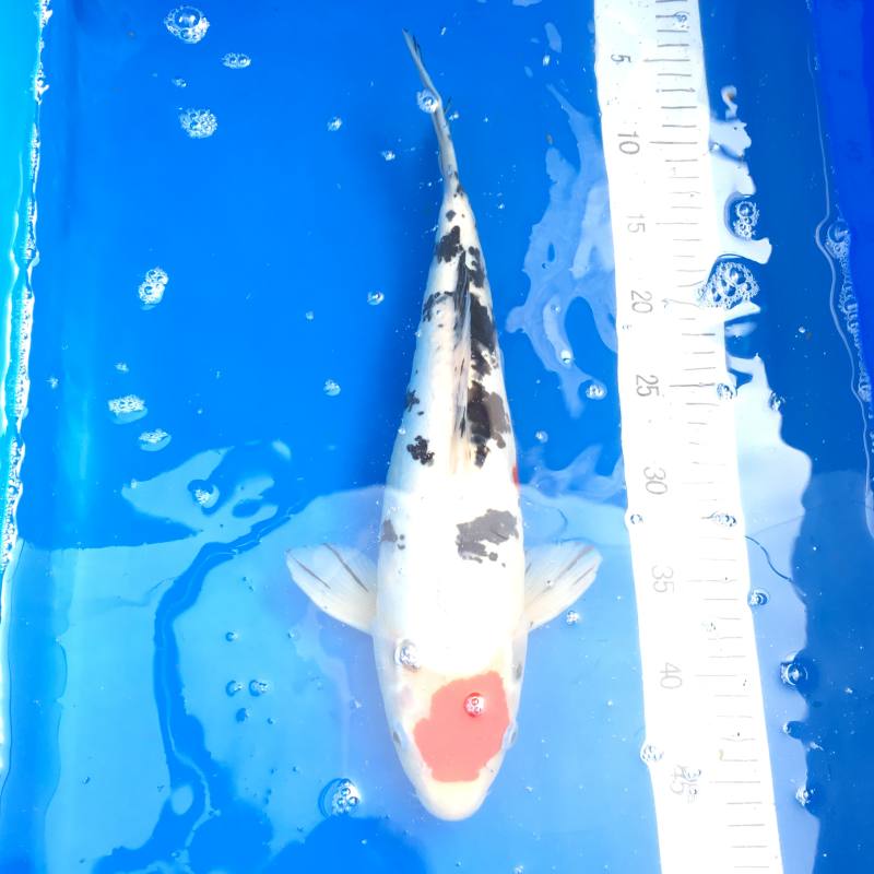 Doitsu Tancho Sanke, 35-40 cm - Archiv - Koifarm Straeten