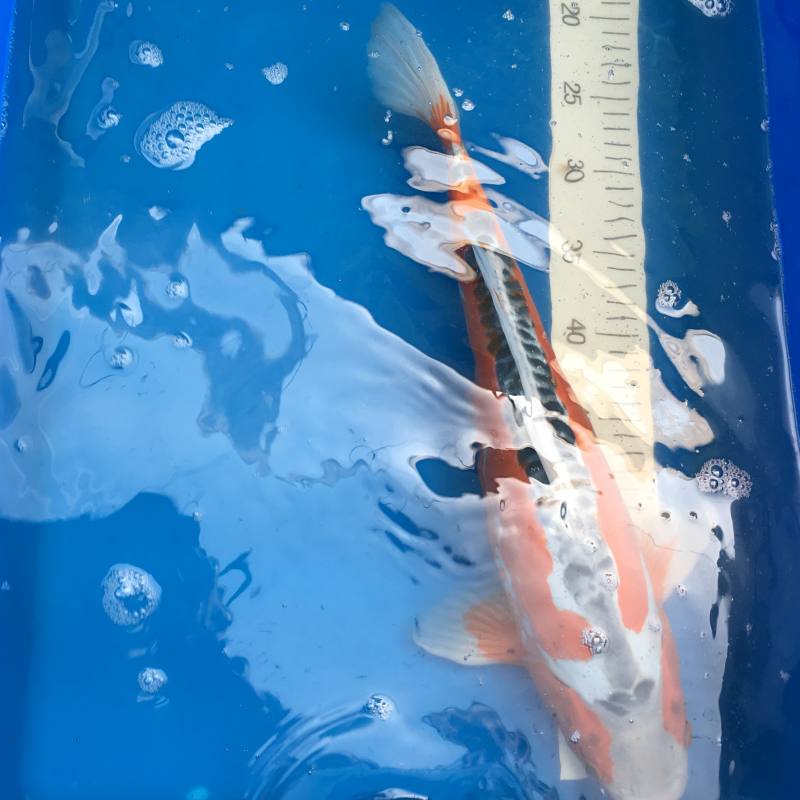 Koi Hi Shusui, 40-45 cm - Archiv - Koifarm Straeten