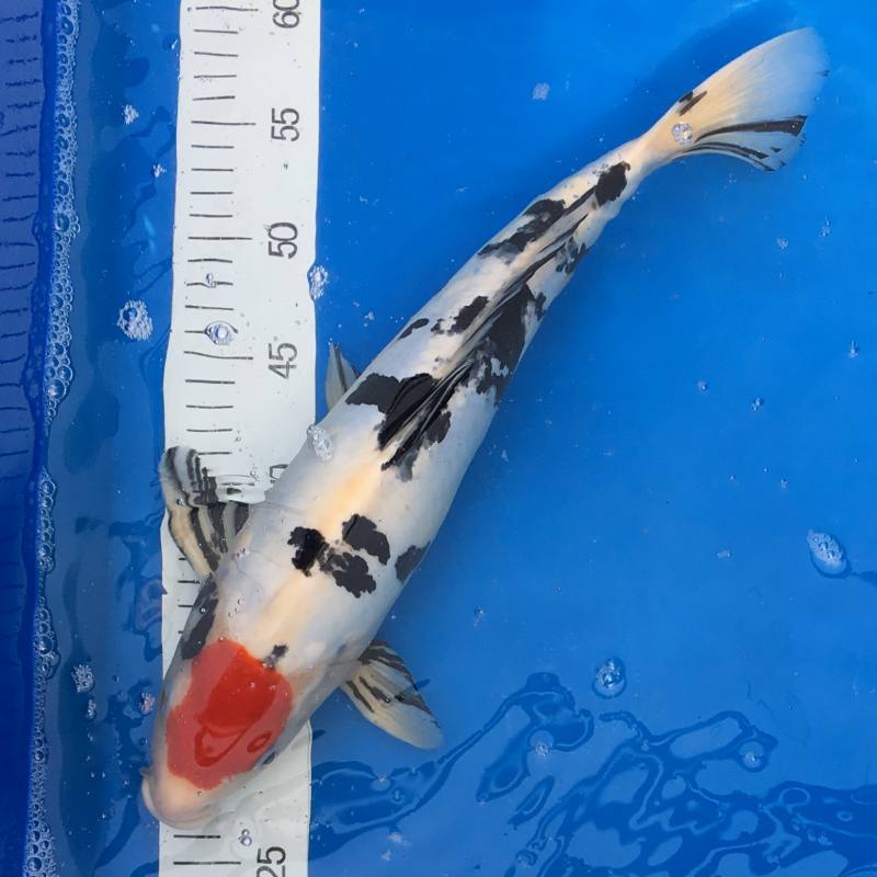Koi Doitsu Tancho Sanke, 35-40 cm - Archiv - Koifarm Straeten