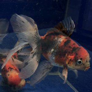 Oranda - Schleierschwanz - Goldfisch - Archiv - Koifarm Straeten