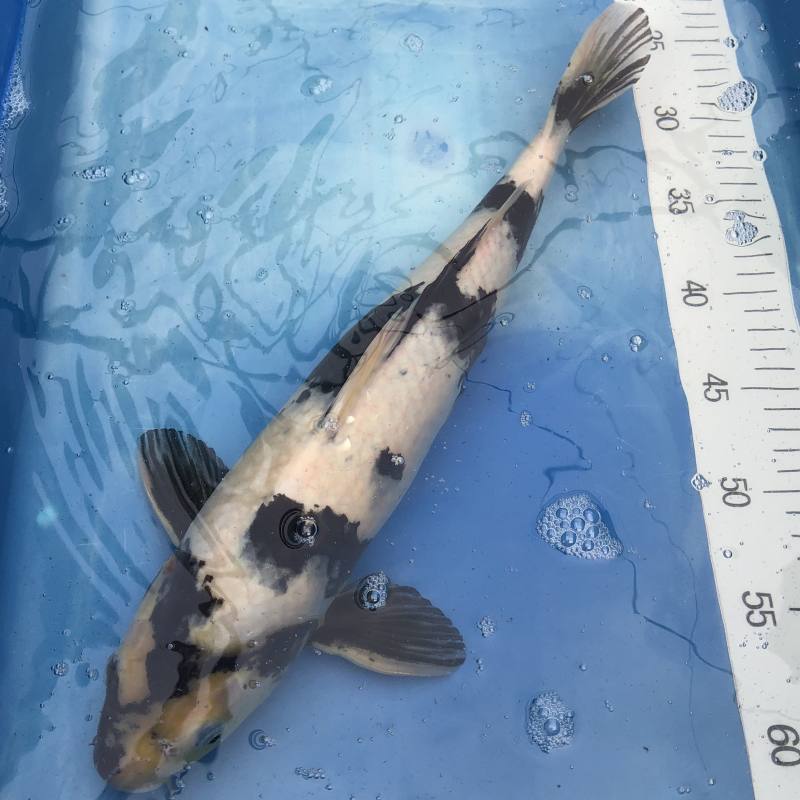 Koi Shiro Utsuri, 40-45 cm - Archiv - Koifarm Straeten