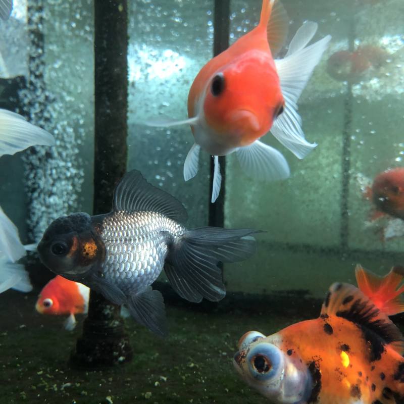 Goldfische - Schleierschwänze - verschiedene Varietäten - Archiv ...