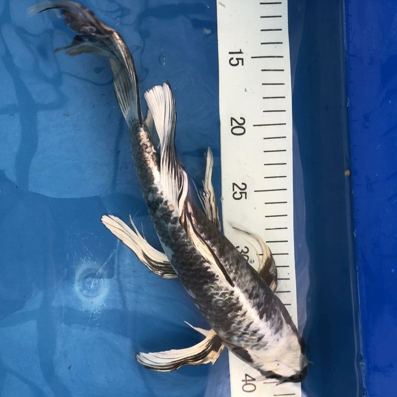 Koi Butterfly Shiro Utsuri, 30-35 cm - Archiv - Koifarm Straeten