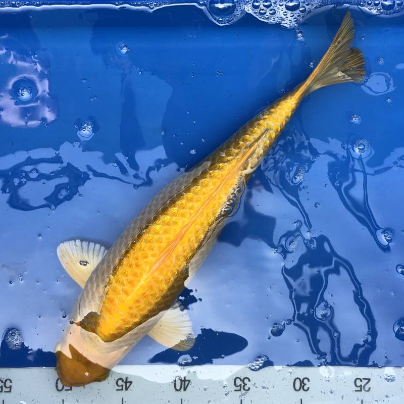 Koi Ginrin Yellow Ogon, 35-40 cm - Archiv - Koifarm Straeten