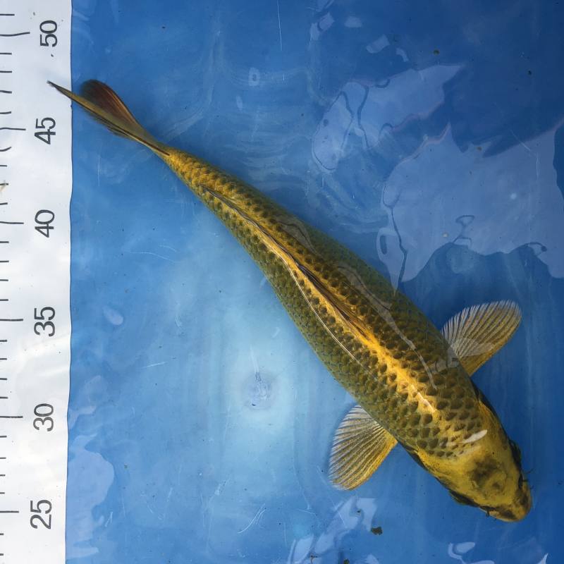 Koi Ki Matsuba, 30-35 cm - Archiv - Koifarm Straeten