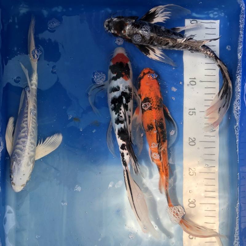 Koi Butterfly Tancho Sanke, Doitsu White Ghost, Doitsu Tancho Oshiba ...